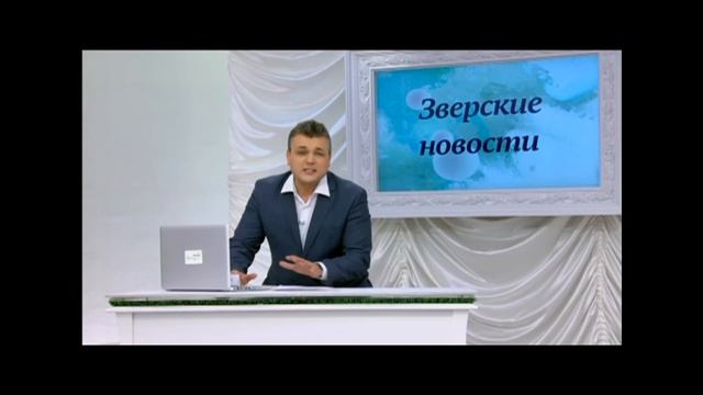 СвинБОЛ! Зверские новости на Xayc.TV. Выпуск №6