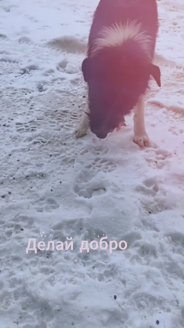 #ДелайДобро  Им нужна твоя помощь! #shorts