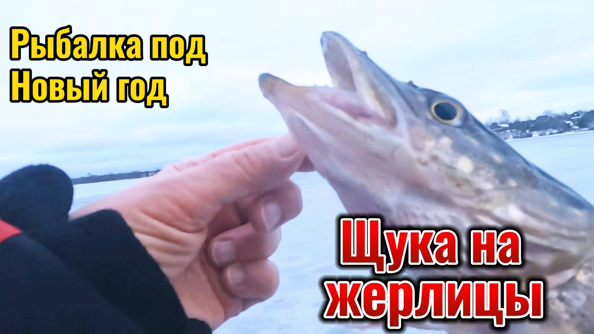 Рыбачу 31 декабря под самый Новый год. Ловлю на жерлицы, балансир и мормышку.