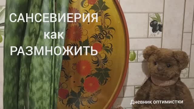 КАК РАЗМНОЖИТЬ САНСЕВИЕРИЮ #сансевиерия #ДневникоптимисткиЛюдмила #цветы