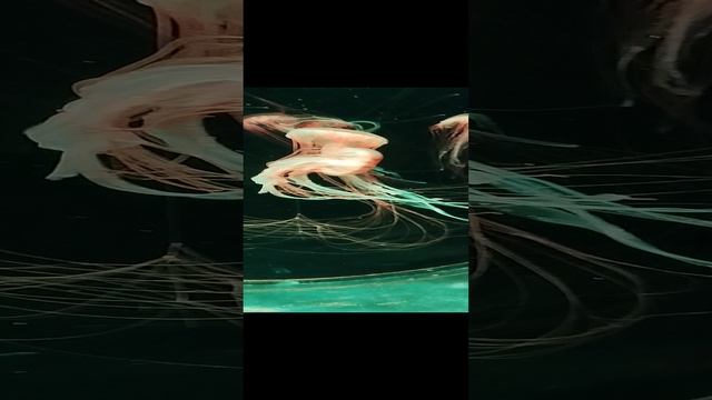 ХАРБИН СЕЗОН 3 СЕРИЯ 2