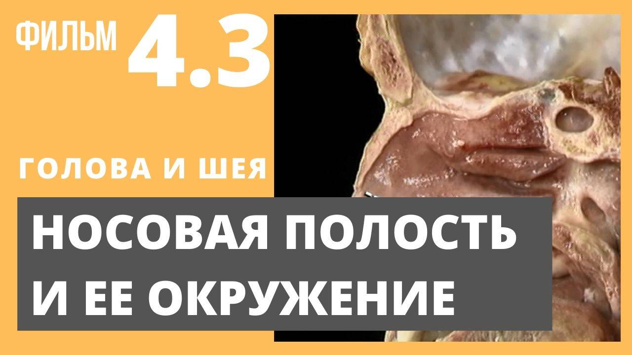 НОСОВАЯ ПОЛОСТЬ. Анатомия человека. Видеоатлас Acland. Фильм 4.3