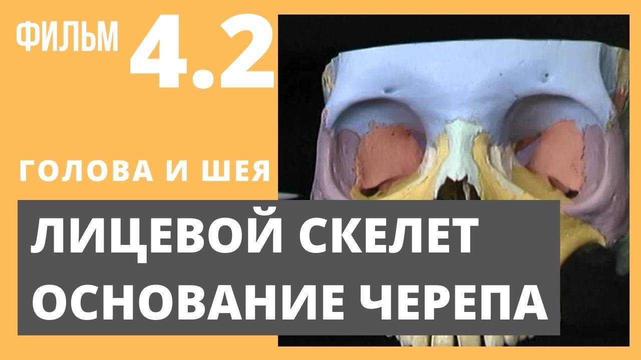 ЛИЦЕВОЙ СКЕЛЕТ. ОСНОВАНИЕ ЧЕРЕПА. Анатомия человека. Видеоатлас Acland. Фильм 4.2