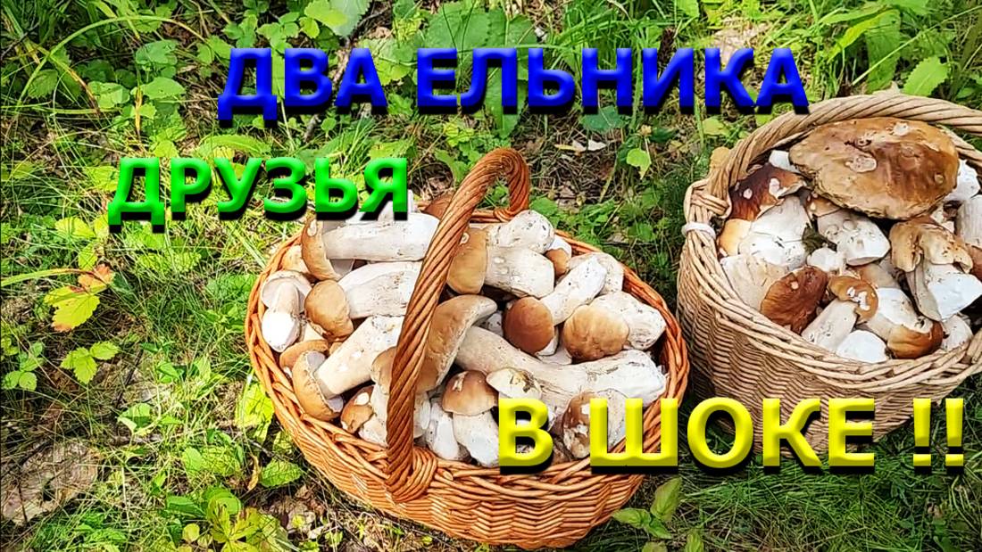 ГРИБЫ 2024 !!! В ЕЛЬНИК С ДРУЗЬЯМИ !!!