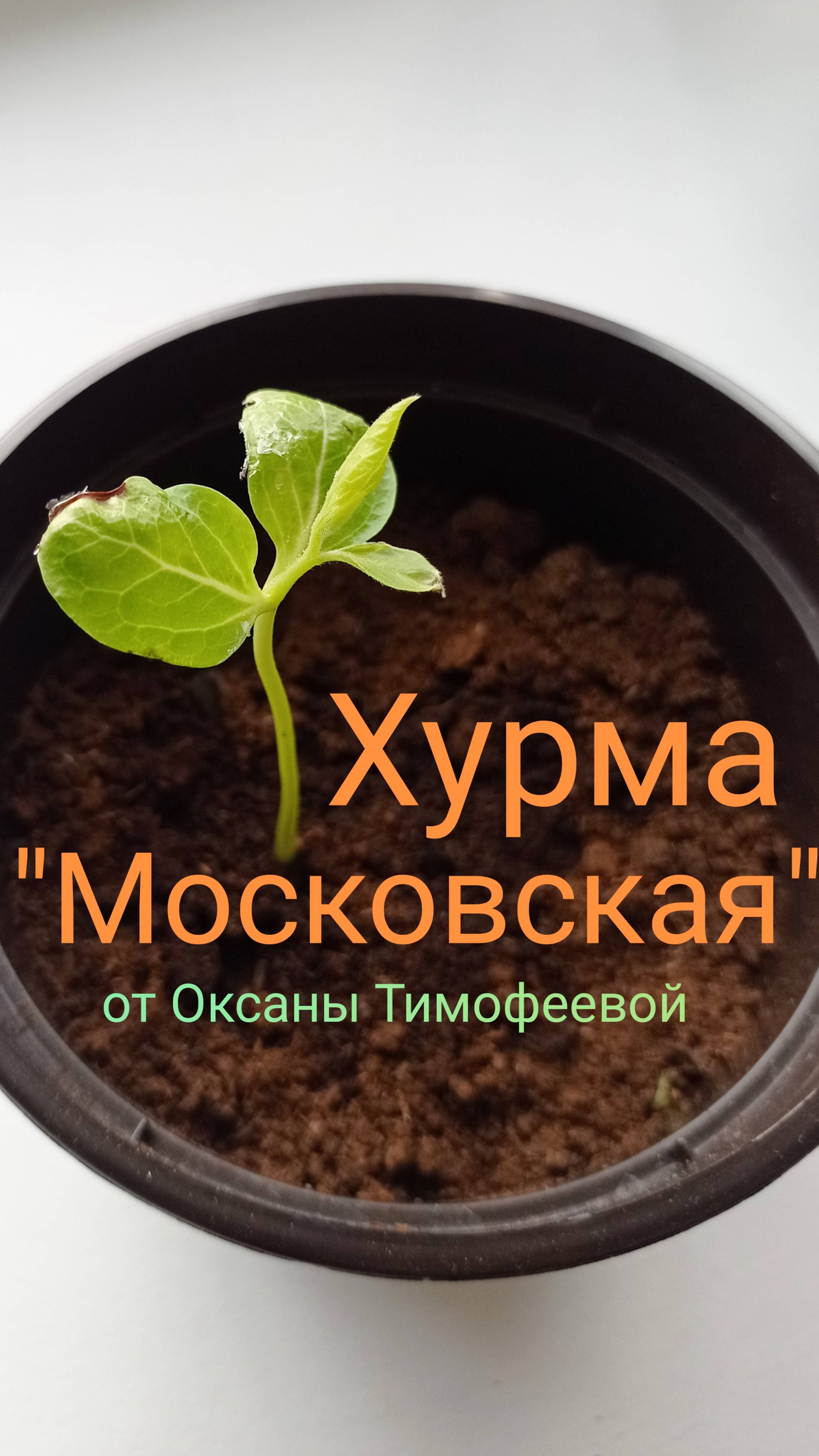 Огород на подоконнике: Хурма "Московская" от Оксаны Тимофеевой