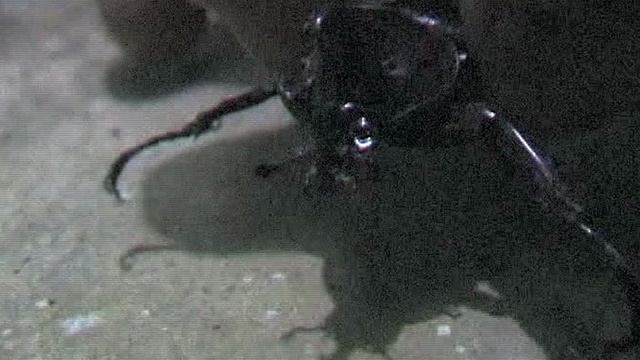 _ИНДОНЕЗИЯ. Жаба и жук ночь