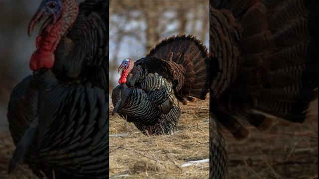 Звук Индюка, Как Кричит Индюк