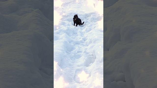 Кошка Щепка и снежок ☺️