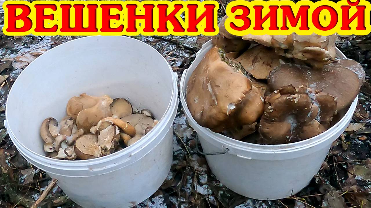 1,5 ведра за час в зимнем лесу ВЕШЕНКИ обыкновенной по морозу - 10 градусов!
