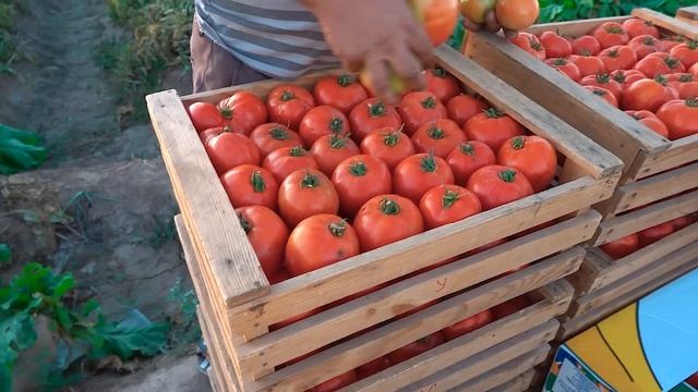 YOʻL-YOʻLAKAY 19-QISM.  БОЧКОВЫЕ  ПОМИДОРЫ.YANGIBOZOR