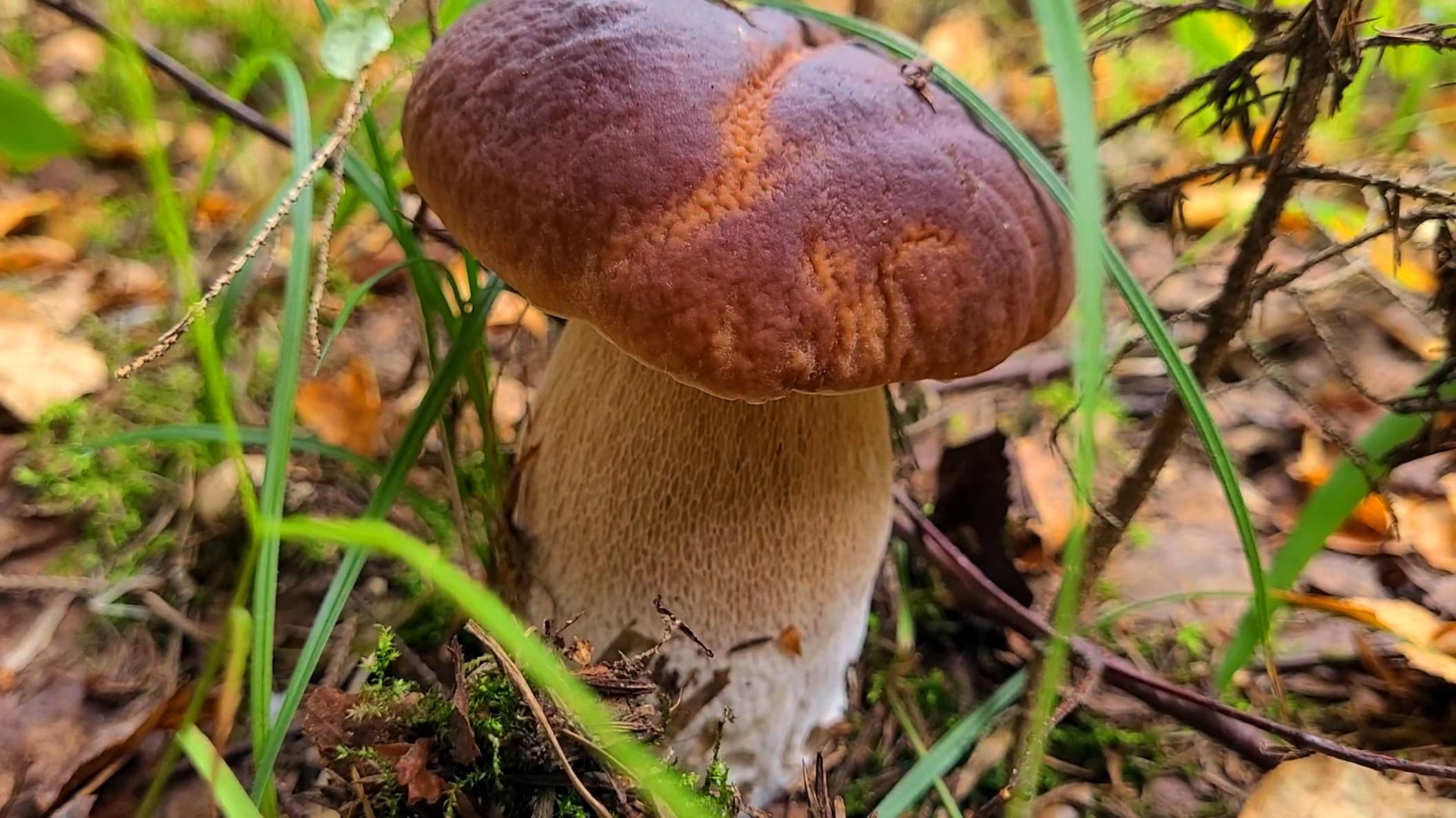 ГРИБЫ 2024 !!! АВГУСТОВСКИЕ БЕЛЫЕ !!!!