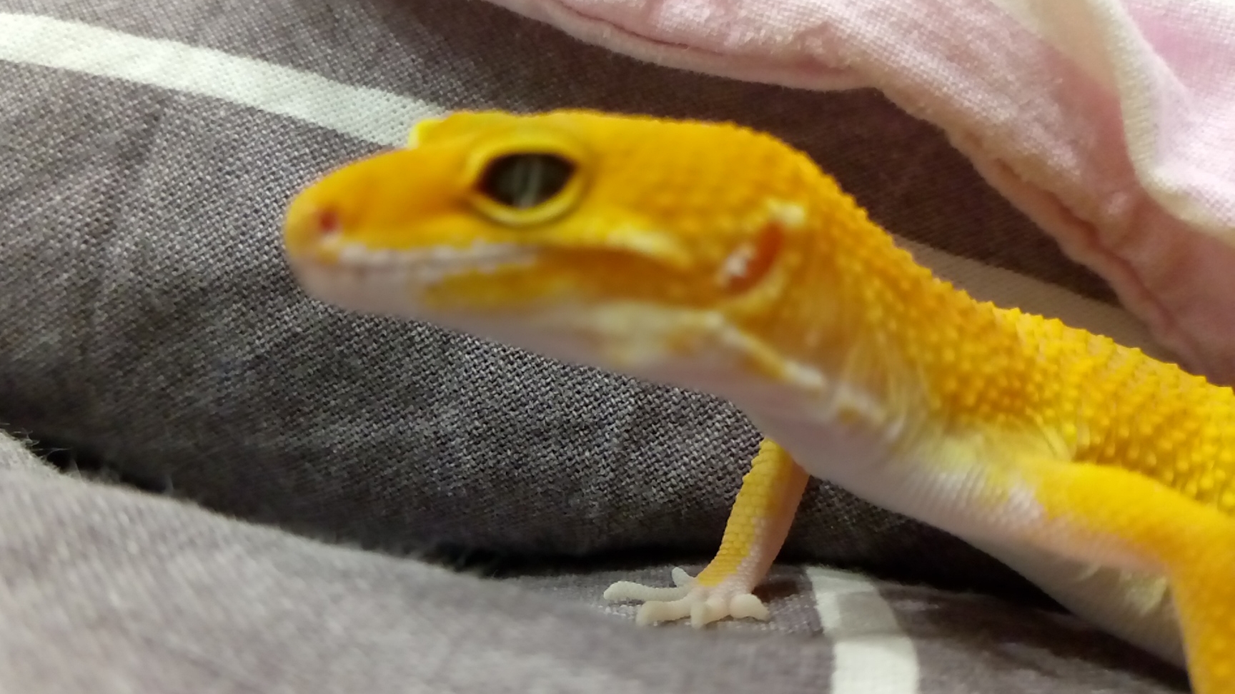 ВНИМАНИЕ НА ХВОСТ