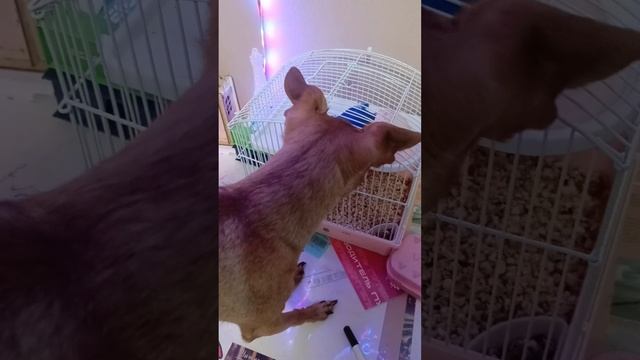 #Собака ищет хомяка.Одни нервы с вами 😁