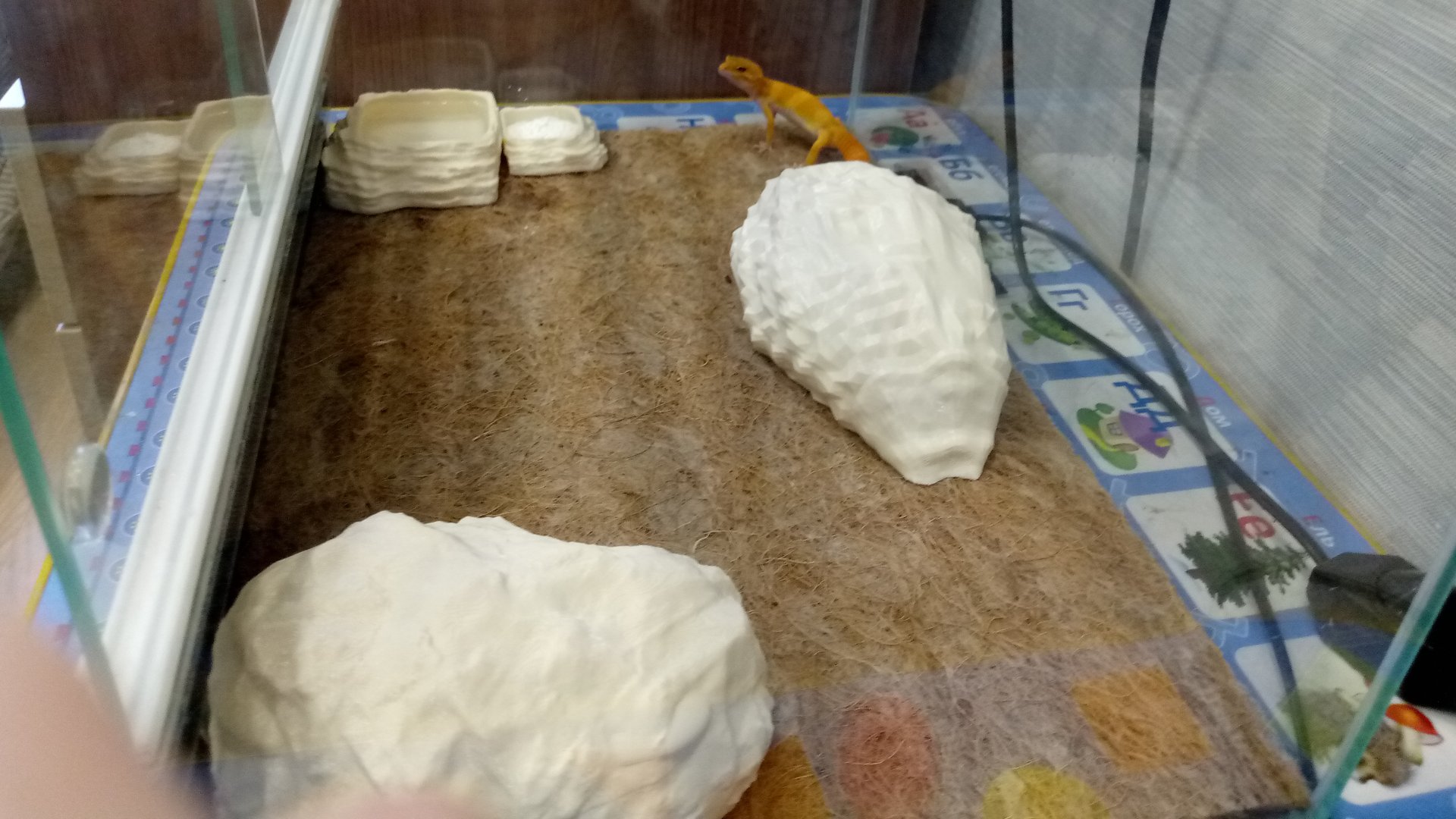 Что нужно для содержания эублефара? И сколько стоит?