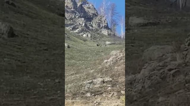 Дикие козы ,конец апреля.