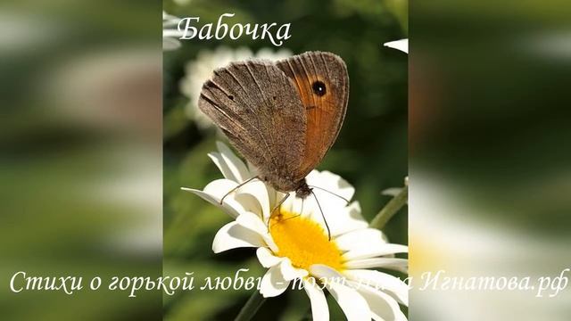 "Бабочка" - стихи о горькой любви - поэт Нина Игнатова