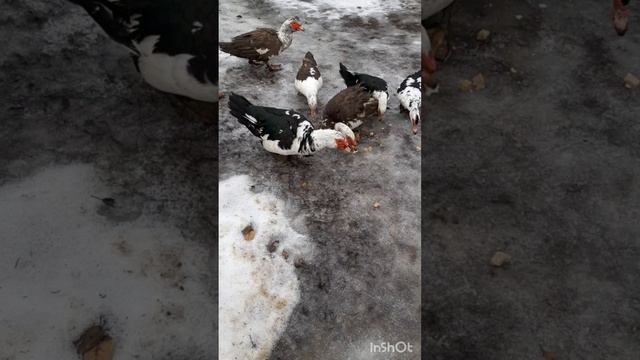 Животные