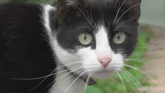 Бриллиантовая рука коты Сарова (нереальный звук)