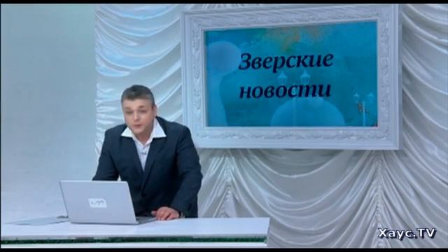 Самый Громкий КОТ! Зверские новости Xayc.TV №20