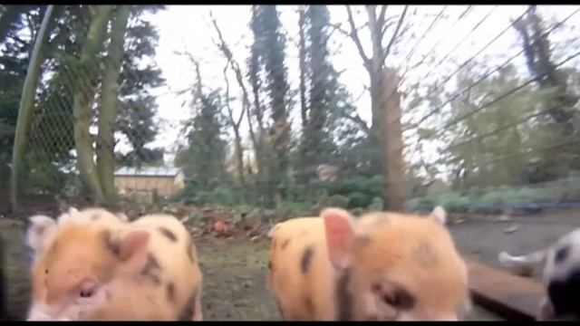 Мини СВИНКИ. Зверские новости Xayc.TV №16