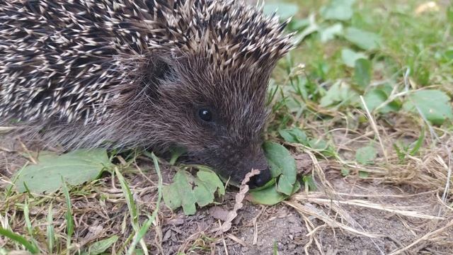 4 серия__Красота Божьего мира__монтаж Павел Брилев