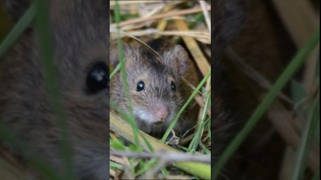 Звук Полевой Мыши. Звуки Писка Мыши