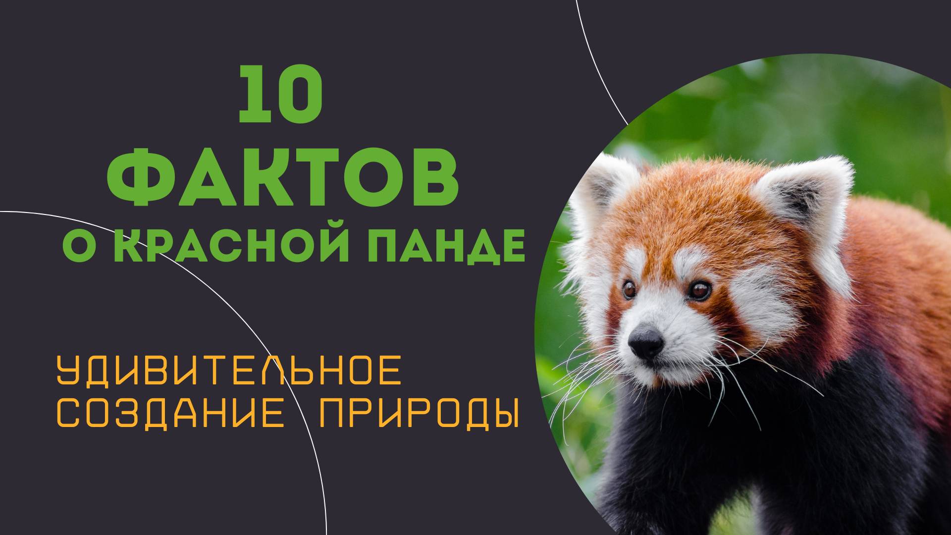 10 фактов о красной панде!