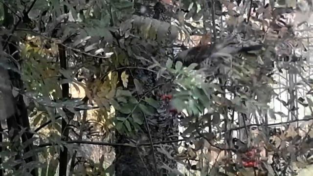 Домнино  Осень  2022