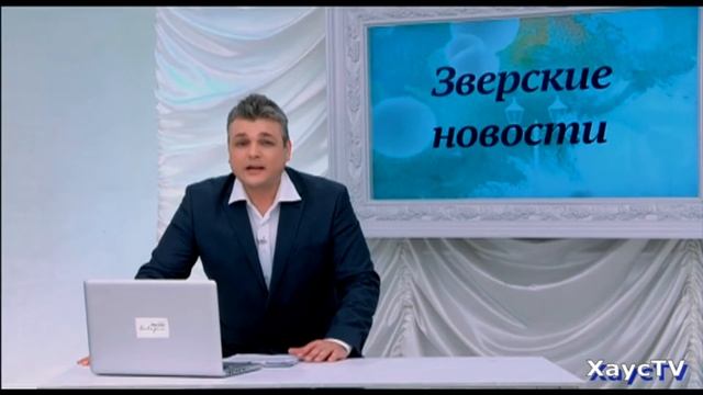 Киса, киса, позвони мне! Зверские новости Xayc.TV №22