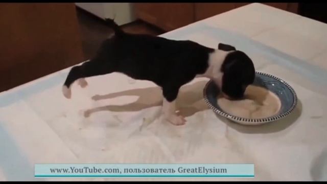 Собаки - пингвины. Зверские новости Xayc.TV №19