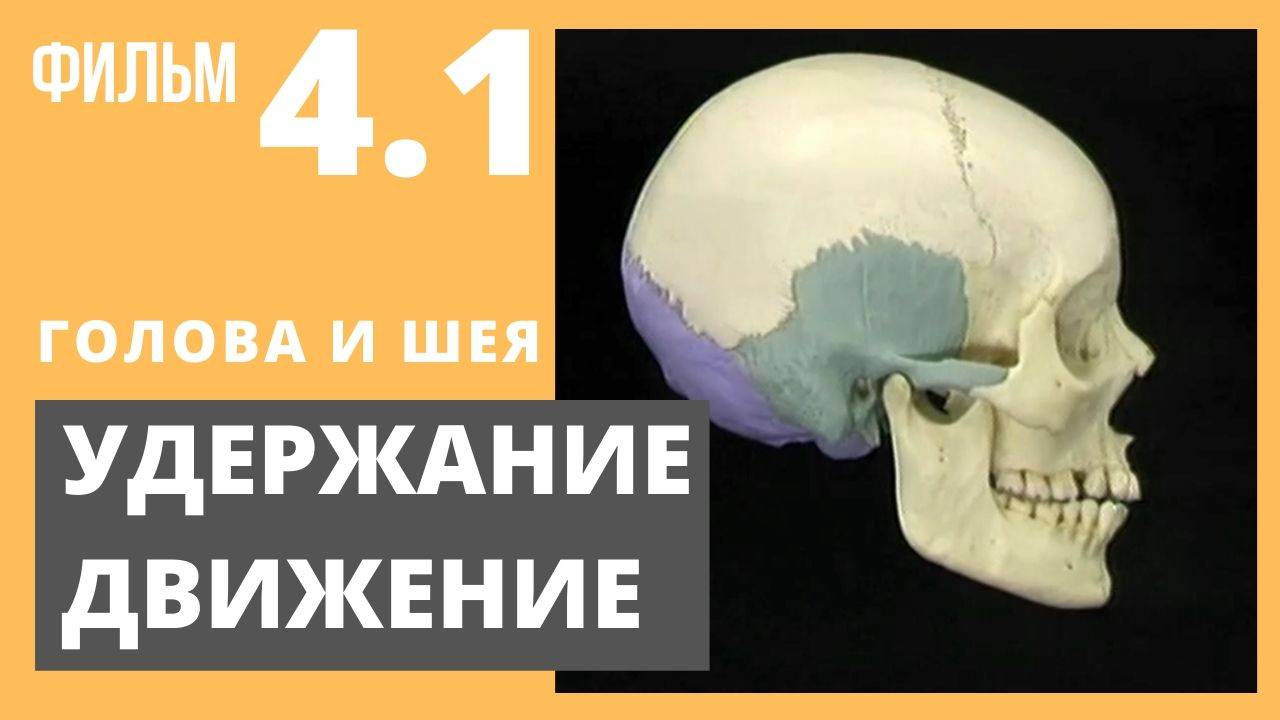 ГОЛОВА И ШЕЯ: УДЕРЖАНИЕ И ДВИЖЕНИЕ. Анатомия человека. Видеоатлас Acland. Фильм 4.1