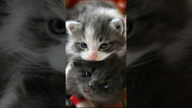 Мяуканье Котят