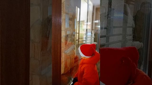 Движухи зоопарка