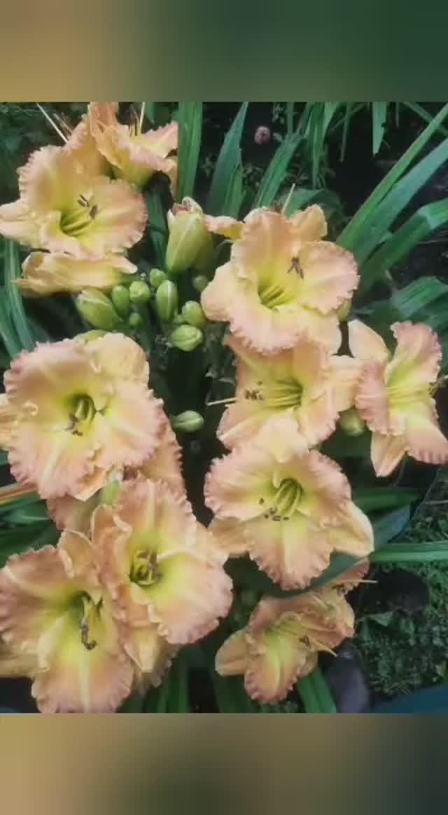 3 серия__Красота Божьего мира__монтаж Кирсяев Даня