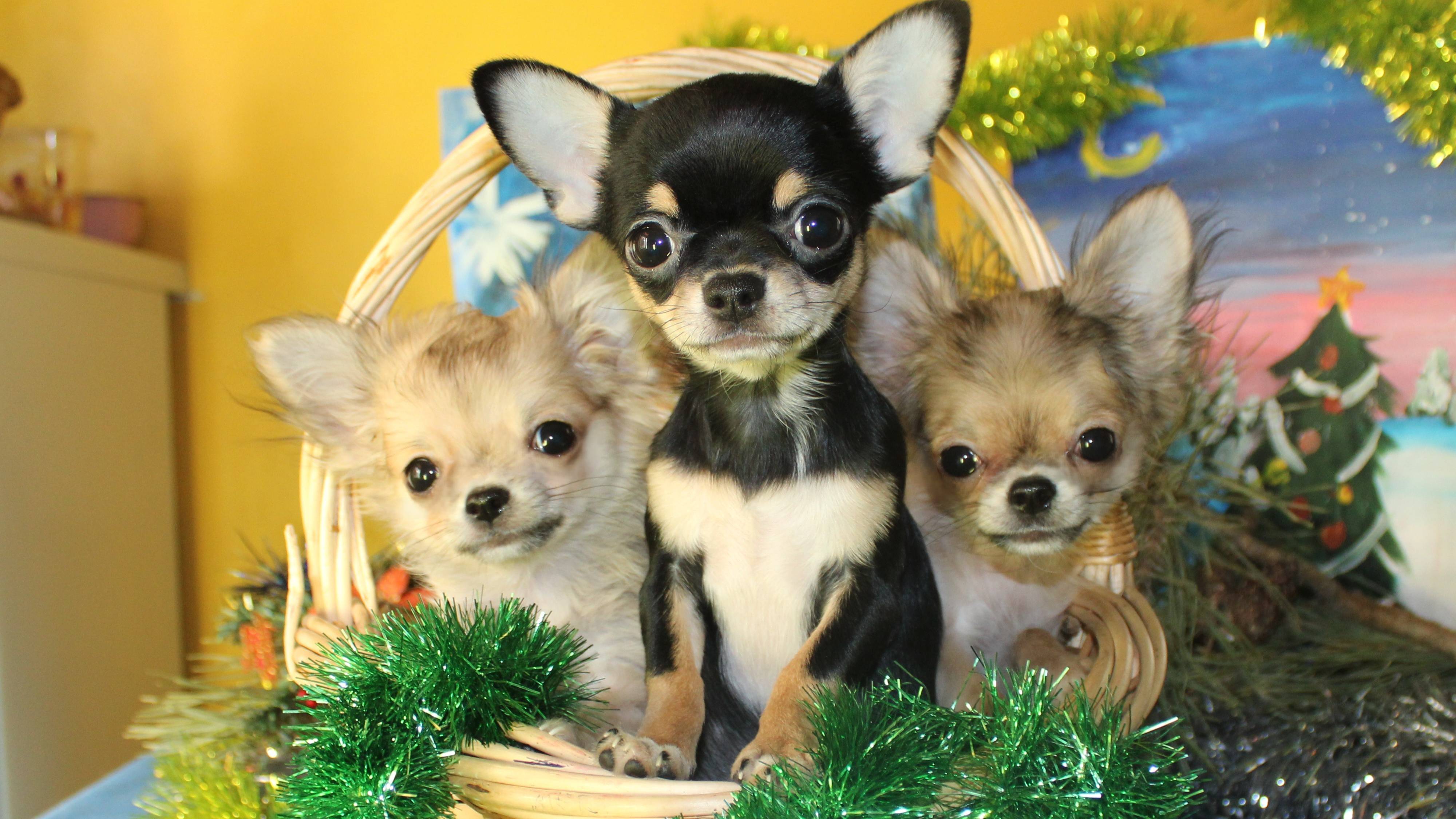 Детский сад) Малыши чихуахуа со своим большим нянем догом Бубой)