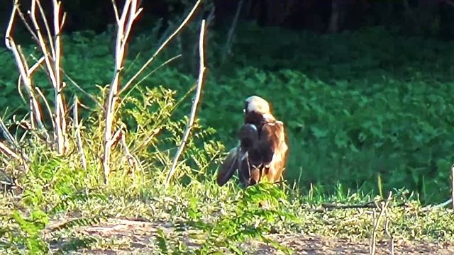 Болотный лунь