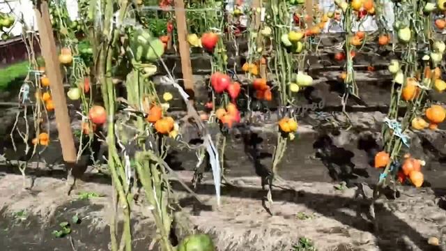 Осенняя подготовка грунта под томаты. Проблема вершинной гнили. Информация по заказу семян.