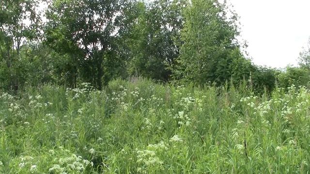 Заброшенная Деревня Самуйлово 2015-2023