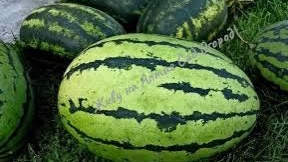 Арбузы и дыни на грядках-термосах на 30 июля