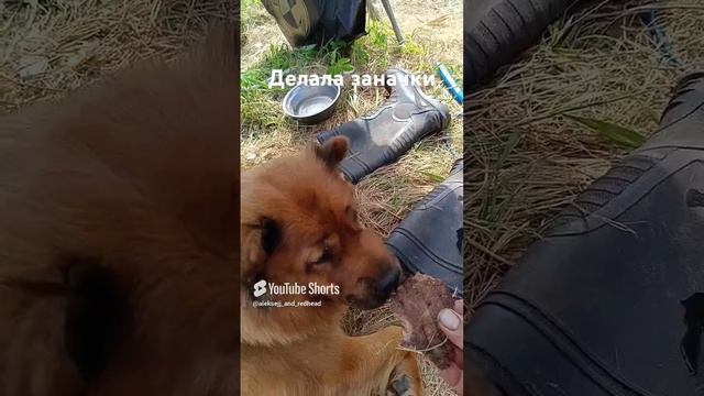 отчёт хитропопой красотки о поездке на речку #shorts