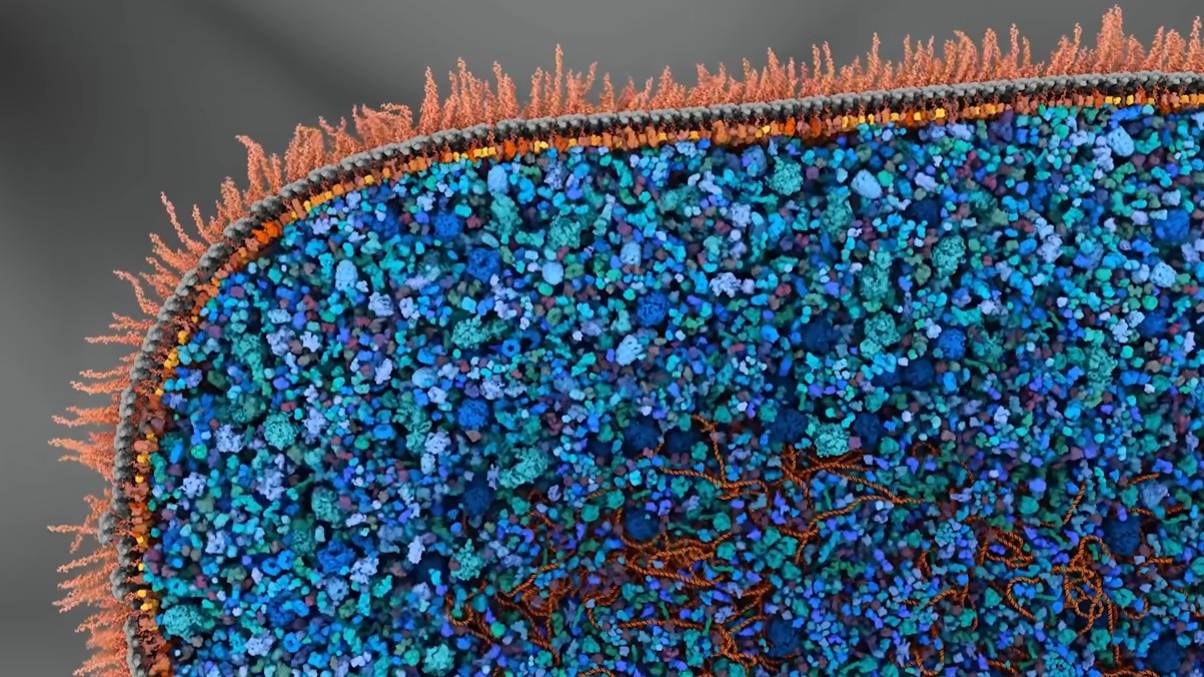 Замедление до наносекунды: Путешествие внутрь бактерии (МИРОВАЯ ПРЕМЬЕРА)