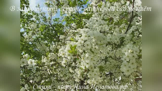 "В заброшенной деревне вишнёвый сад цветёт" - стихи  - поэт Нина Игнатова