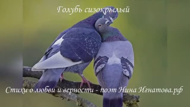 "Голубь сизокрылый " - стихи о любви - поэт Нина Игнатова