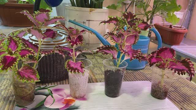 Колеус!!! РЕЗУЛЬТАТ Эксперимента! Пересадка!