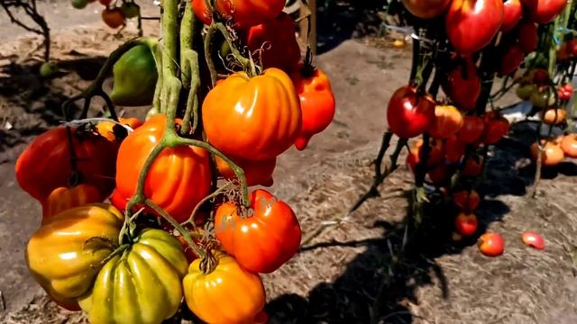 Как выращиваю томаты в открытом грунте. Сорта томатов для начинающих