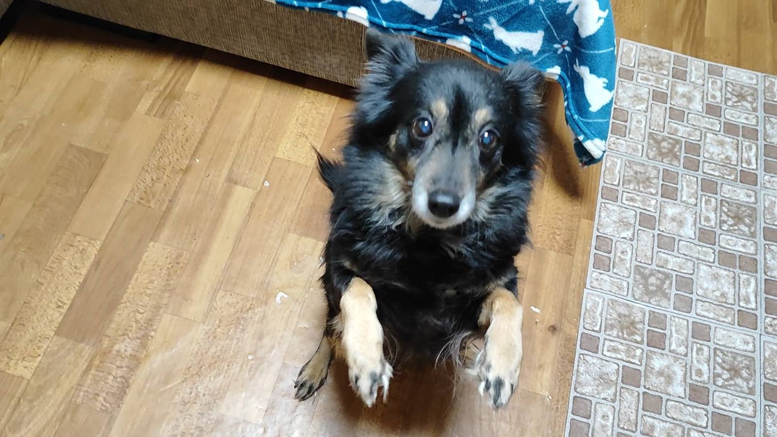 А кто у нас тут? Красотка Линда передаёт привет! | Передержка собак Ростов