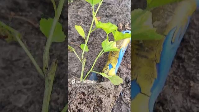 Результат ЧЕРЕНКОВАНИЯ пузыреплодника  #черенкование  #пузыреплодник