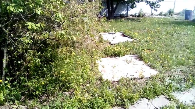 Истории садовода. Про огород. Начало