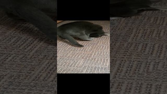 Думает его никто не видит.