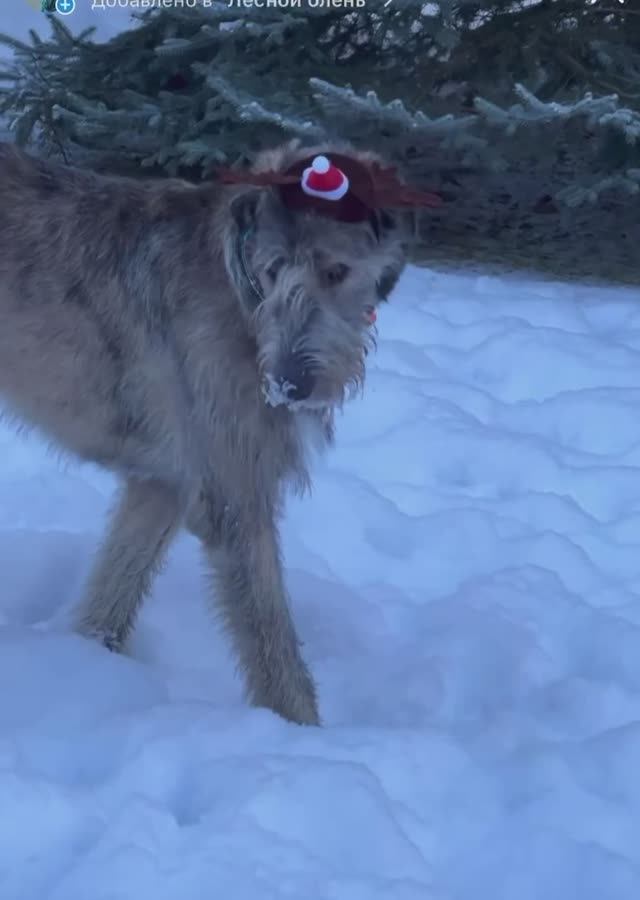 Почти олень Рудольф 🦌 😍
В главной роли - Надежный Друг Из Волшебного Леса, 10 месяцев 🍀